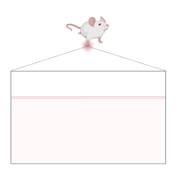 BioRender App