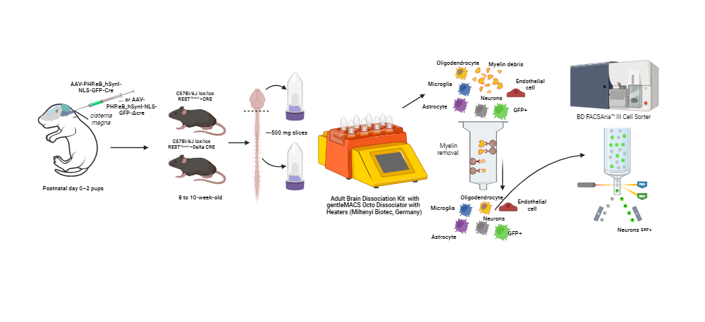 BioRender App