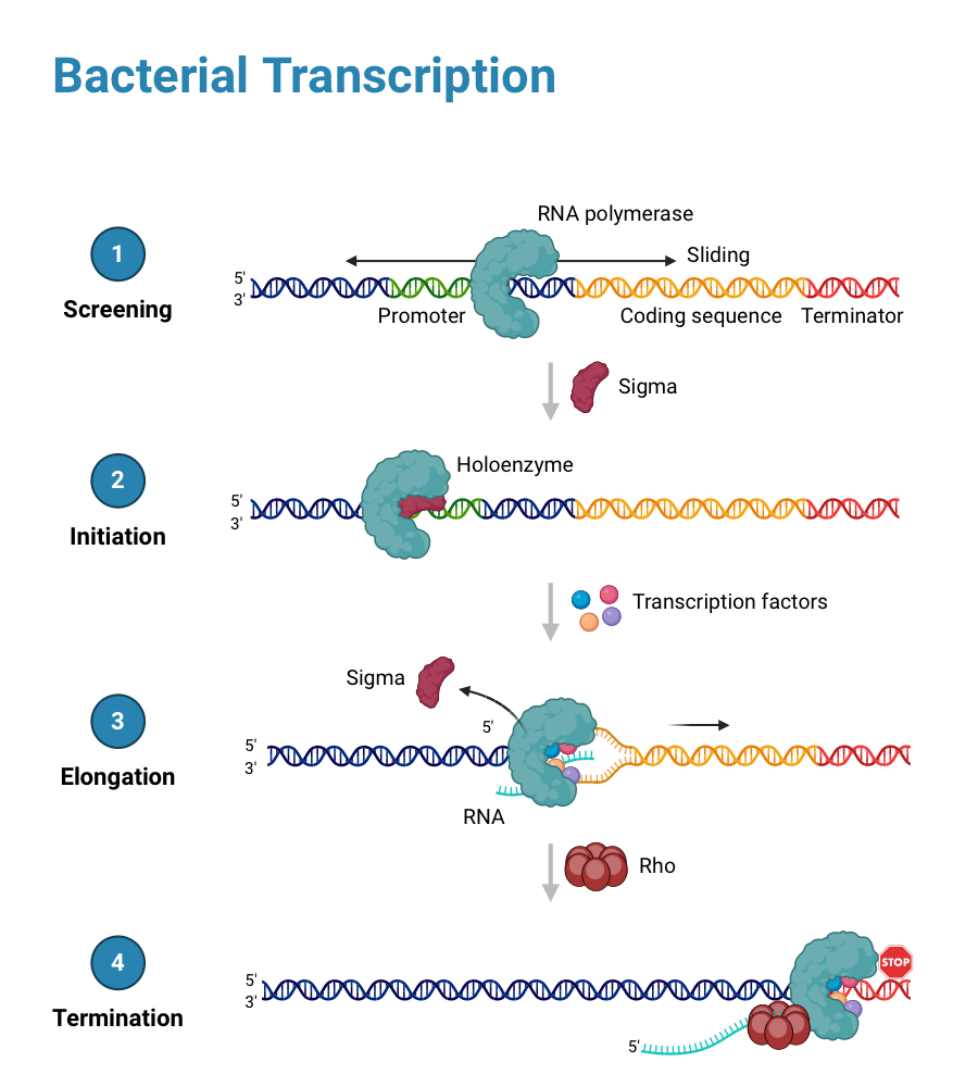 BioRender App